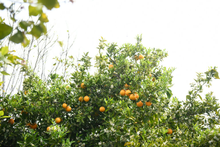 The Very Best Things To Do In Lympia and Skarinou Villages In Cyprus ...
